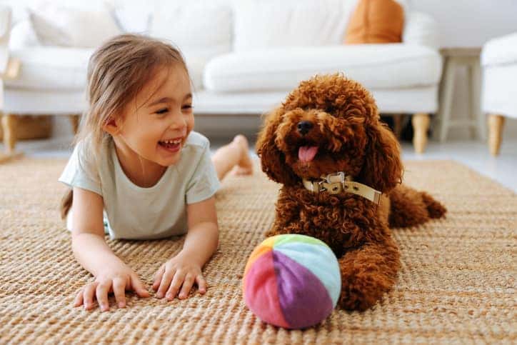 How to Stimulate Your Dog Indoors | Bob Tyler Toyota